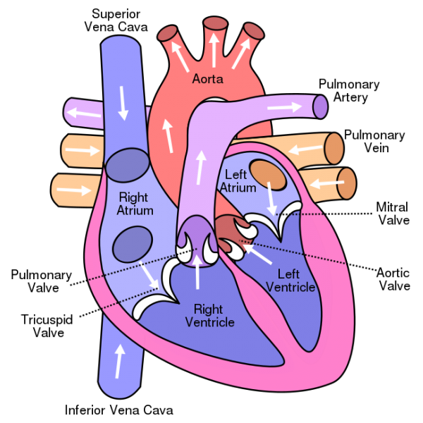 "Human Heart" Science Literacy Grade 6,7 | Tutoring Primary (Elementary ...